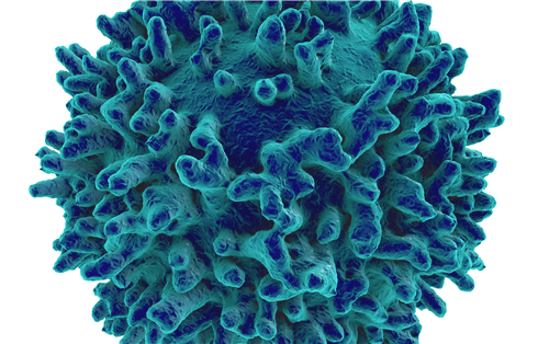 Tetanus Bacteria Labeled