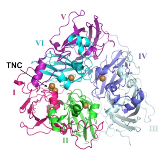 What is Ceruloplasmin - Creative Diagnostics
