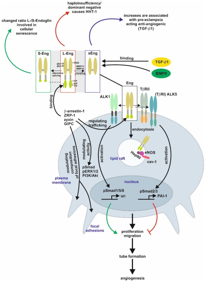 Endoglin's Role - Creative Diagnostics