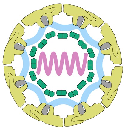Tick-Borne Encephalitis Virus (TBEV) Antigens - Creative Diagnostics