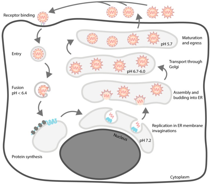 Tick-Borne Encephalitis Virus (TBEV) Antigens - Creative Diagnostics