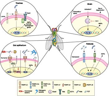 Immunology and Inflammation Signaling Pathway - Creative Diagnostics