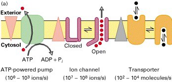 Cell Membrane Transmembrane Proteins
