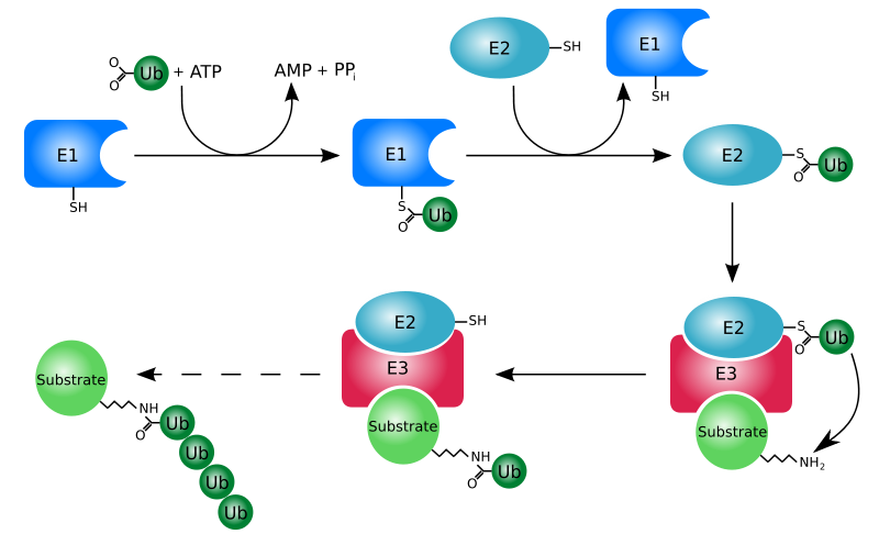 Ubiquitin/Proteasome Pathway Antibodies - Creative Diagnostics