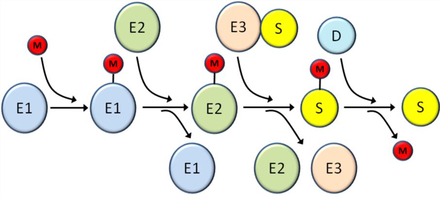 Ubiquitin and Ubiquitin-like Modifiers Immunology Reagents - Creative ...