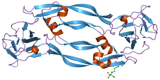 VEGF Family - Creative Diagnostics