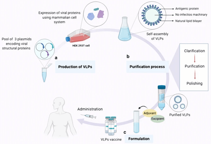 Virus-like Particle (VLP) Antigen Production Service - Creative Diagnostics