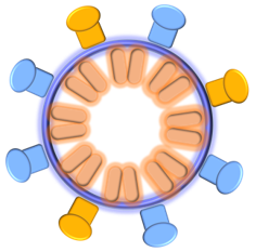 Virus-like Particle (VLP) Antigen Production Service - Creative Diagnostics