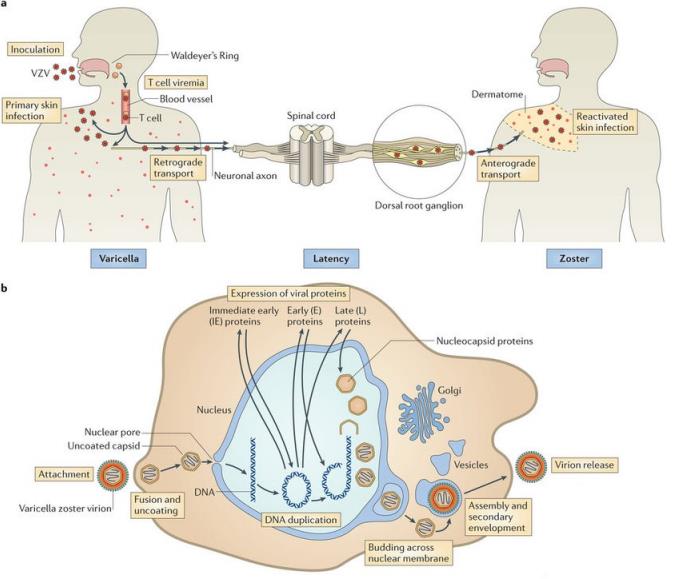 Varicella Zoster Virus Antigens - Creative Diagnostics