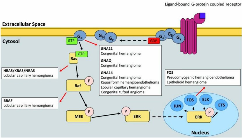 Vascular Cancer - Creative Diagnostics