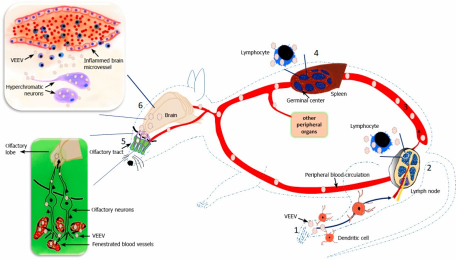 VEEV - Creative Diagnostics