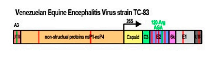 VEEV - Creative Diagnostics