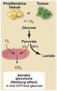 Warburg Effect Signaling Pathway - Creative Diagnostics