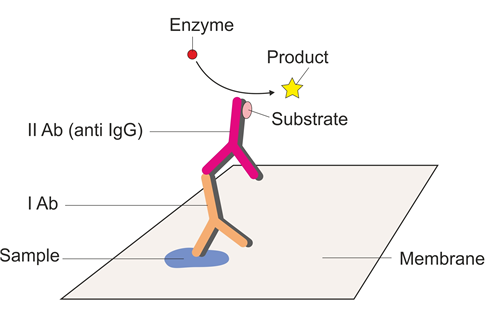 Protein Experiment Protocol - Creative Diagnostics