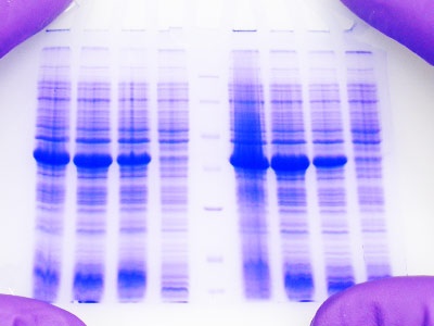 Protein Experiment Protocol - Creative Diagnostics