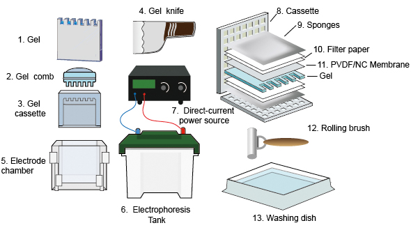 Western Blot Protocol - Creative Diagnostics