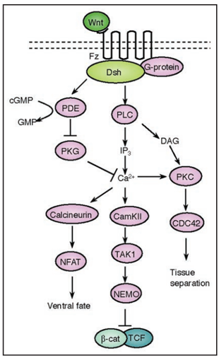 Wnt Signaling Pathway - Creative Diagnostics
