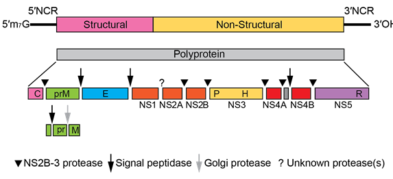 Yellow Fever Virus Structure