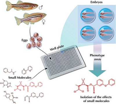 Zebrafish Antibodies - Creative Diagnostics