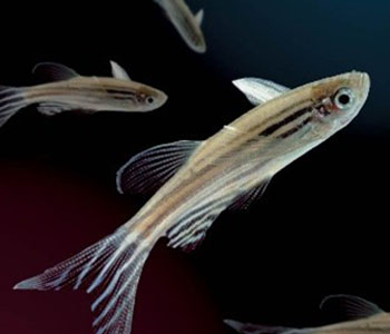Zebrafish Antibodies - Creative Diagnostics