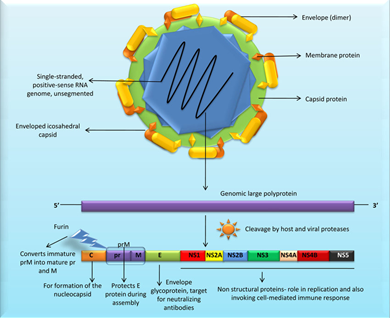 Zika Virus Antigens - Creative Diagnostics