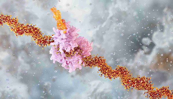 A Comprehensive Guide to Kanamycin - Creative Diagnostics