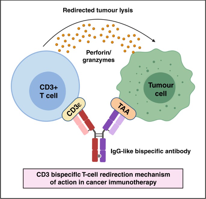 A Review of T Cell Markers, CD3 Antigens and Antibodies - Creative Diagnostics