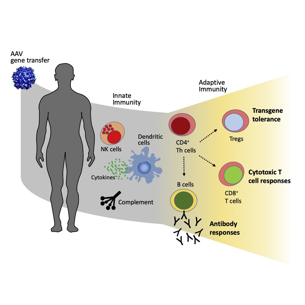 AAV and Host Immunity - Creative Diagnostics