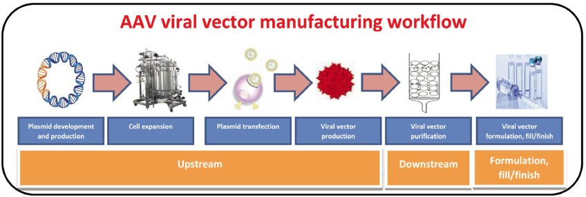 AAV Antibodies - Creative Diagnostics