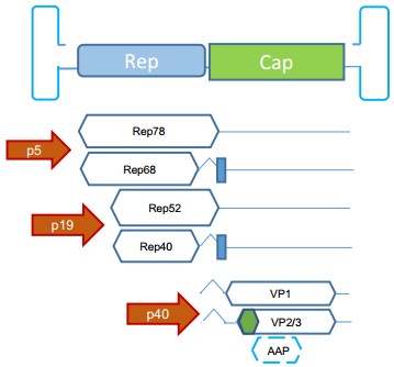 AAV Antibodies - Creative Diagnostics