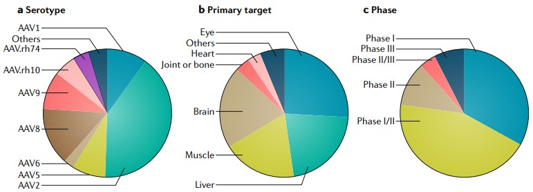 AAV Antibodies - Creative Diagnostics