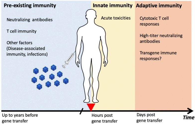 AAV Antibodies - Creative Diagnostics