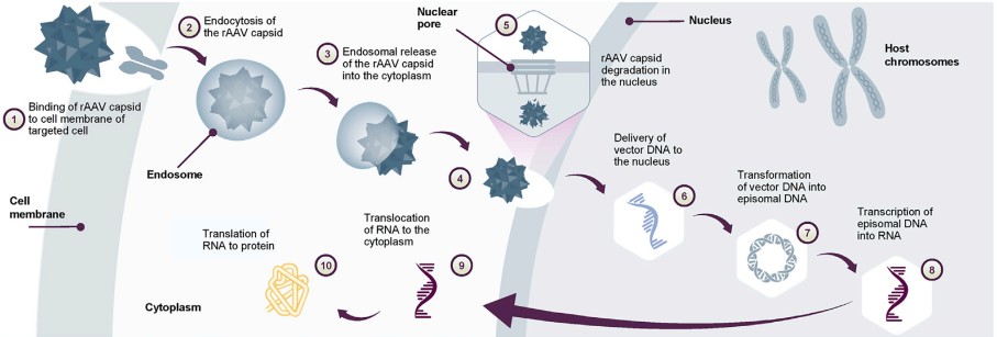AAV Antibodies - Creative Diagnostics