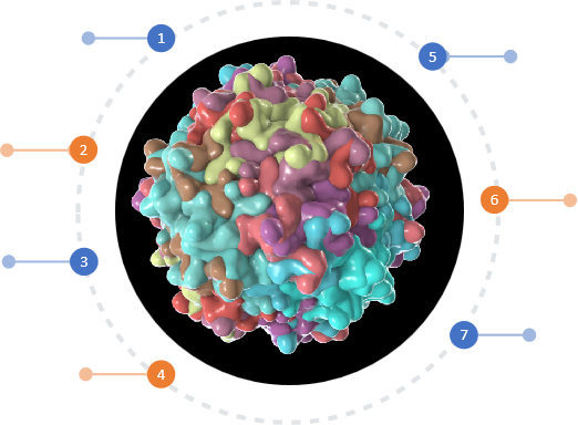 AAV Antibodies - Creative Diagnostics