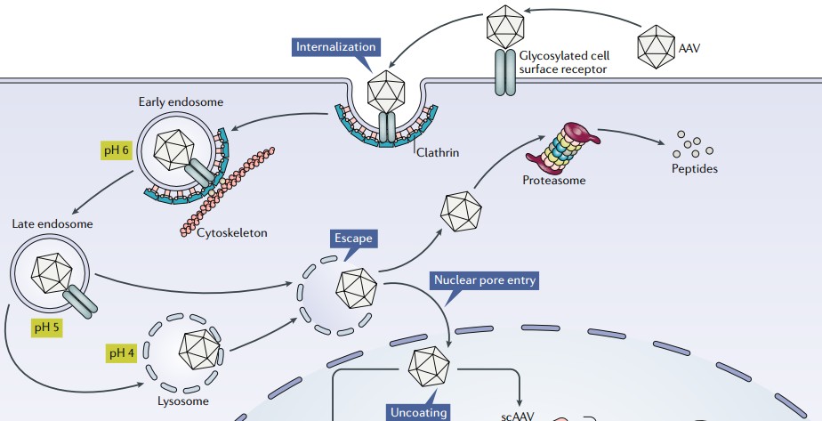 AAV Antibodies - Creative Diagnostics