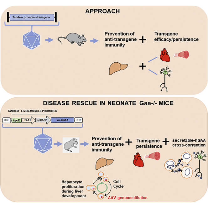 AAV Antibodies - Creative Diagnostics