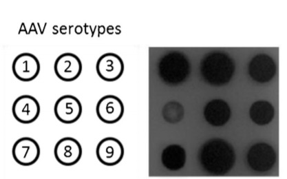 AAV Antibodies - Creative Diagnostics