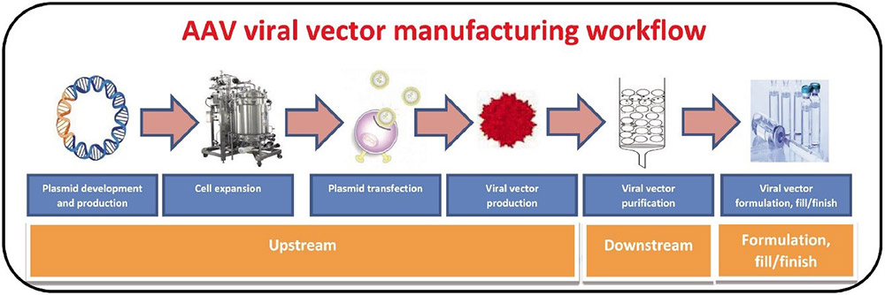 AAV Gene Therapy Manufacturing Process - Creative Diagnostics
