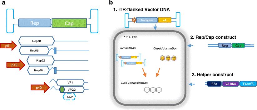 Research Review - Creative Diagnostics