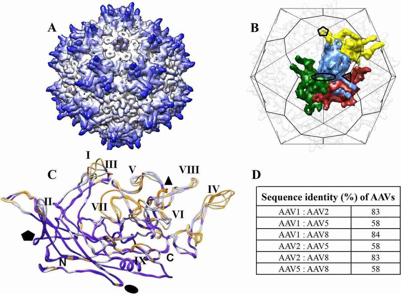 AAV2 VS AAV8 - Creative Diagnostics