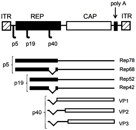 AAV9 for Gene Therapy - Creative Diagnostics