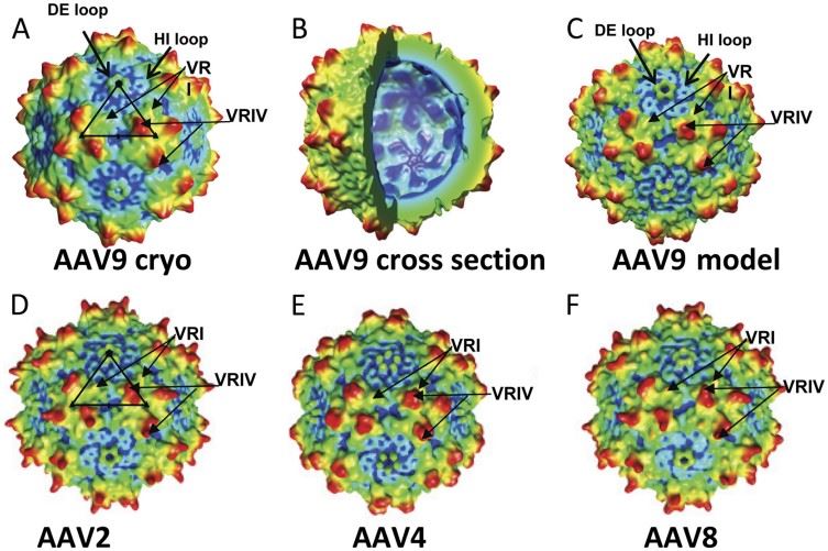 AAV9 for Gene Therapy - Creative Diagnostics