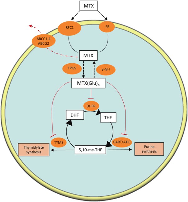 About Methotrexate - Creative Diagnostics