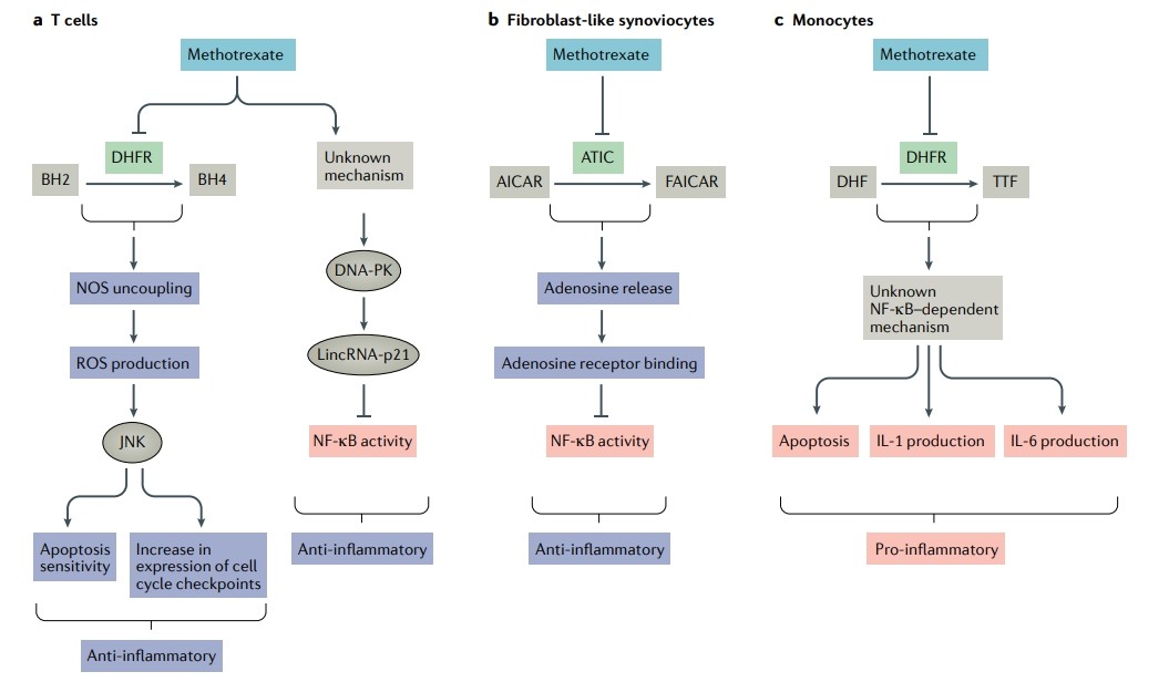 About Methotrexate - Creative Diagnostics