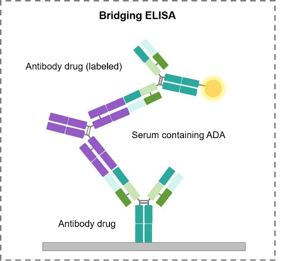 Biological Drug ADA/PK Analysis - Creative Diagnostics