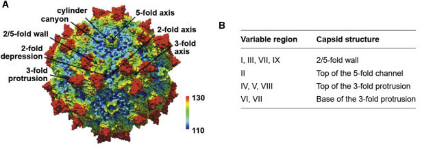 Adeno-Associated Virus (AAV) Family - Creative Diagnostics