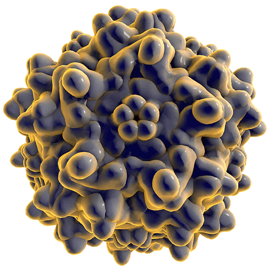 Adeno-Associated Virus (AAV) Family - Creative Diagnostics