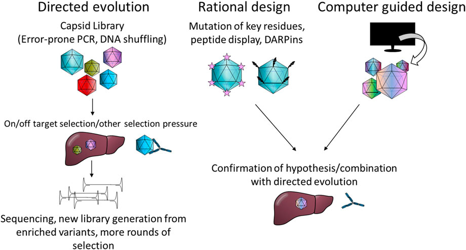 Adeno-Associated Virus (AAV) Family - Creative Diagnostics