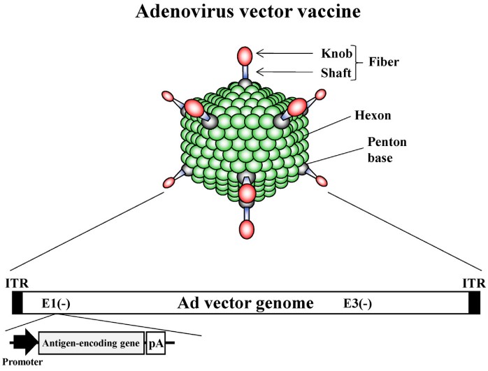 Adenovirus-Based Vaccines - Creative Diagnostics