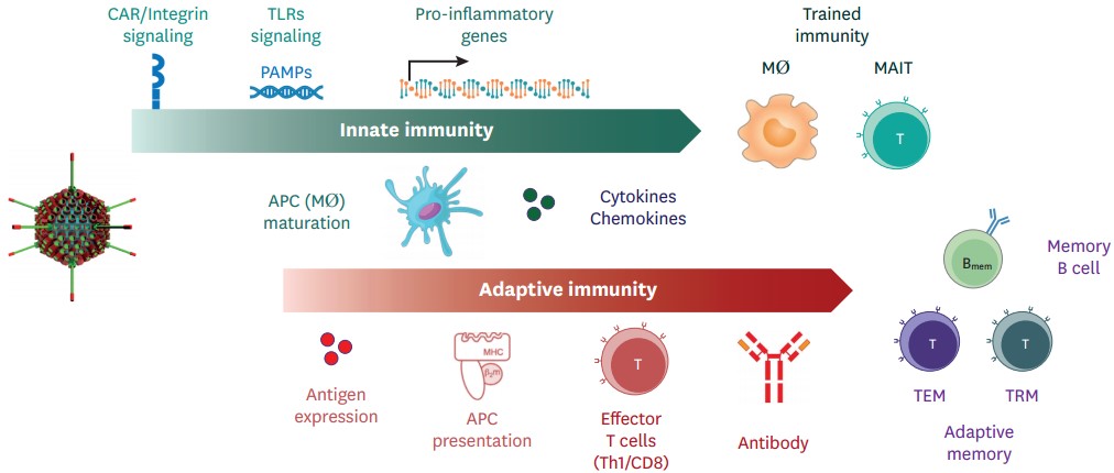 Adenovirus-Based Vaccines - Creative Diagnostics